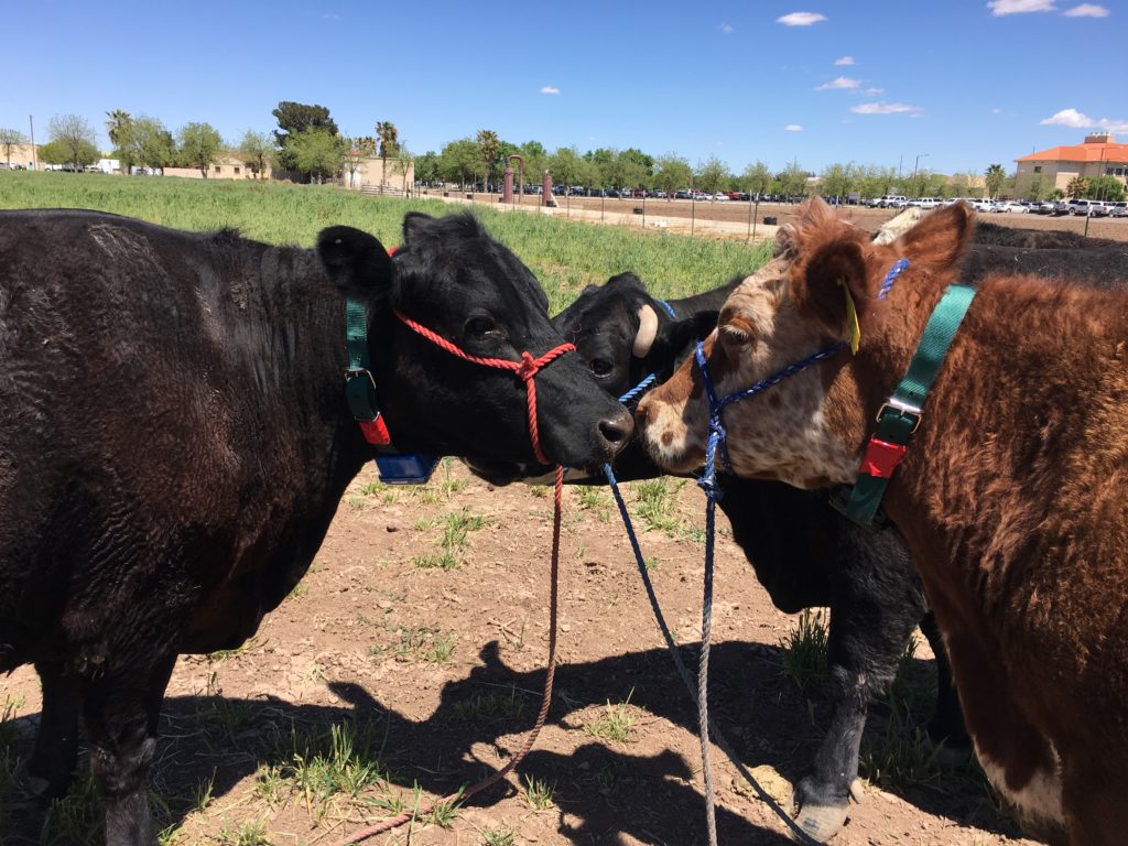 Tracking for livestock and farming - Abeeway
